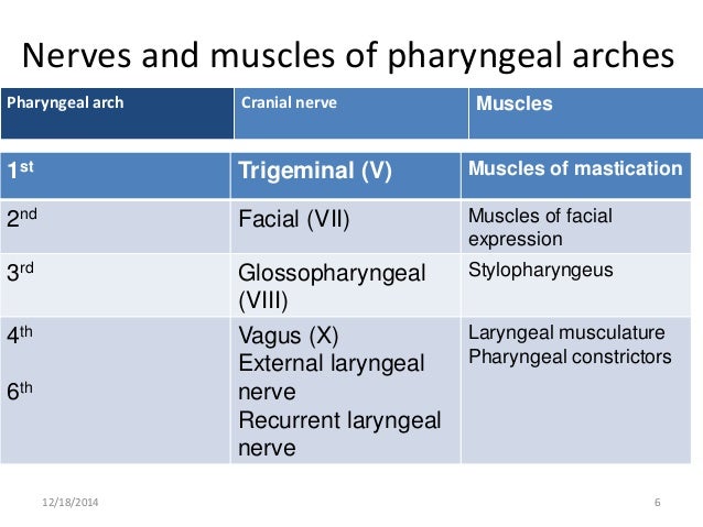 Development of pharyngeal apparatus and palate