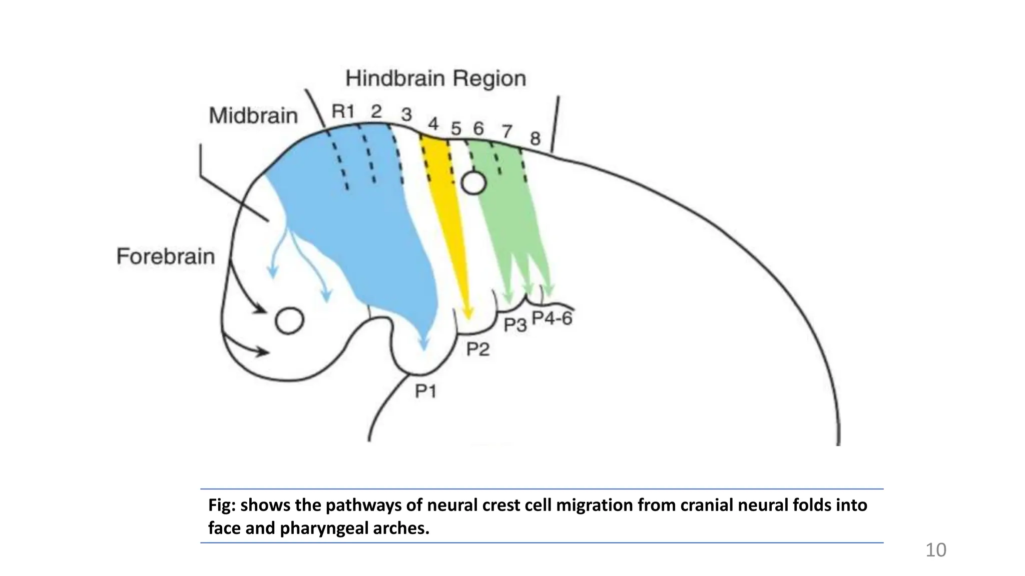 Development of pharyngeal arches, clefts and pouches.pptx
