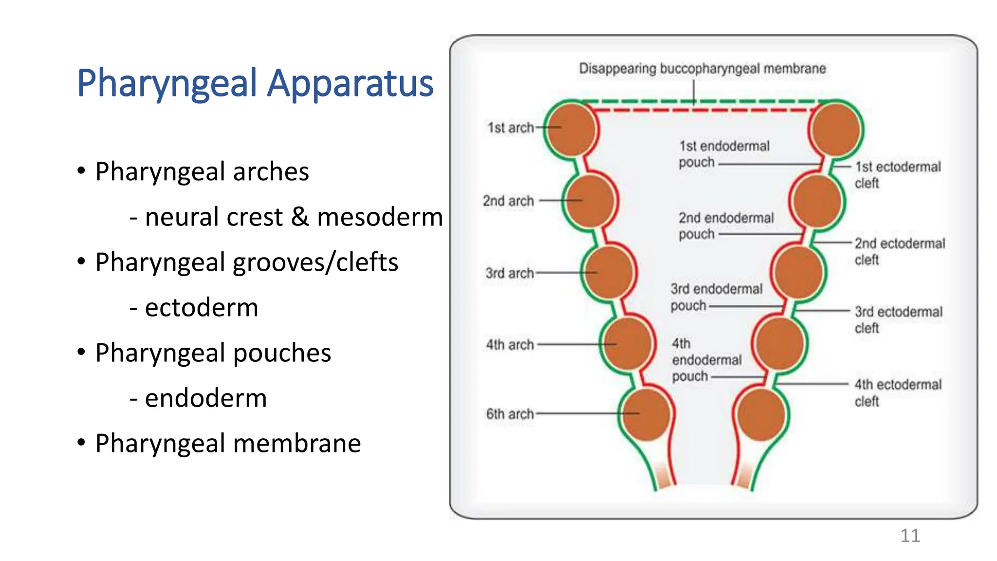 Development of pharyngeal arches, clefts and pouches.pptx