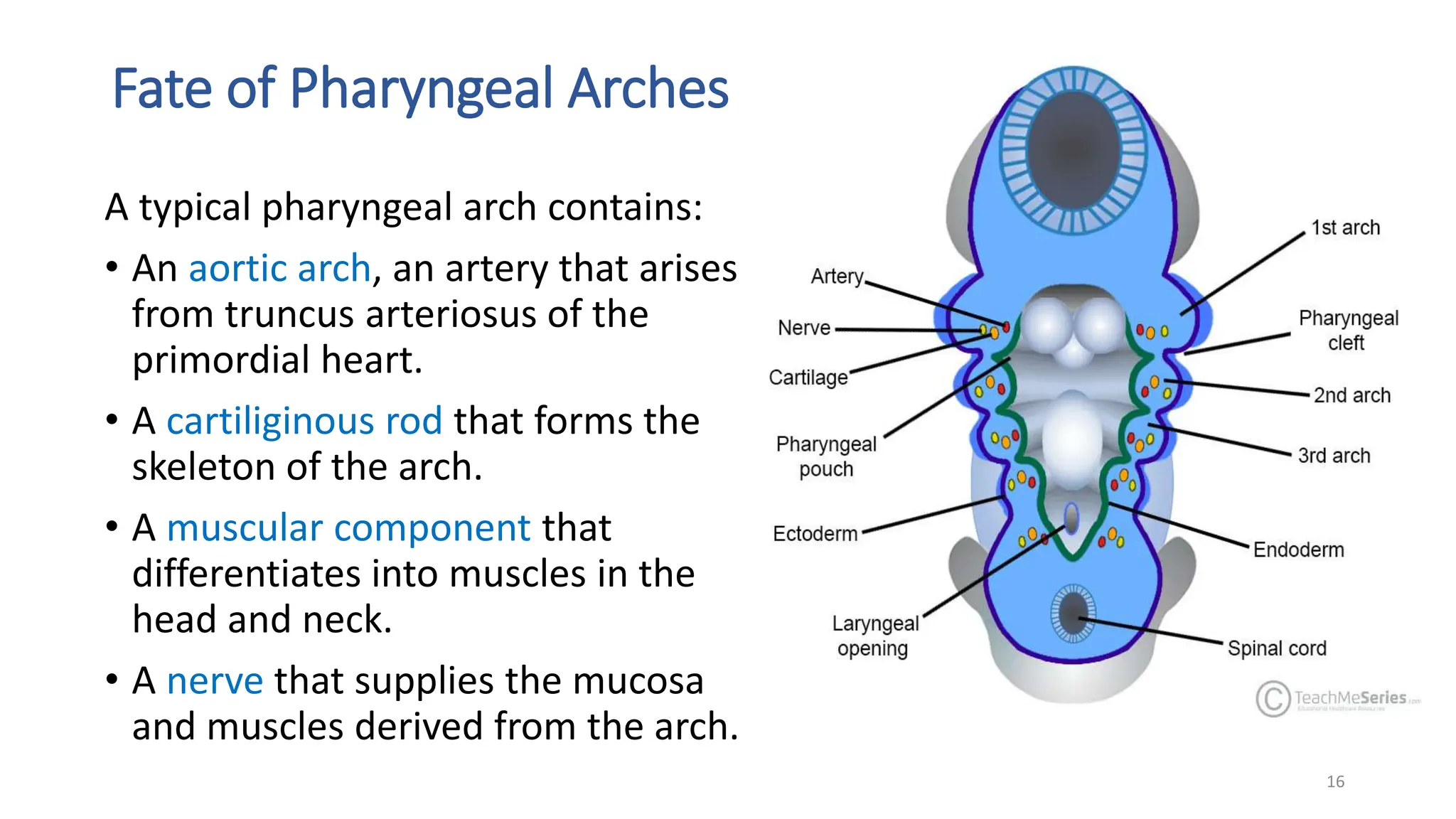 Development of pharyngeal arches, clefts and pouches.pptx