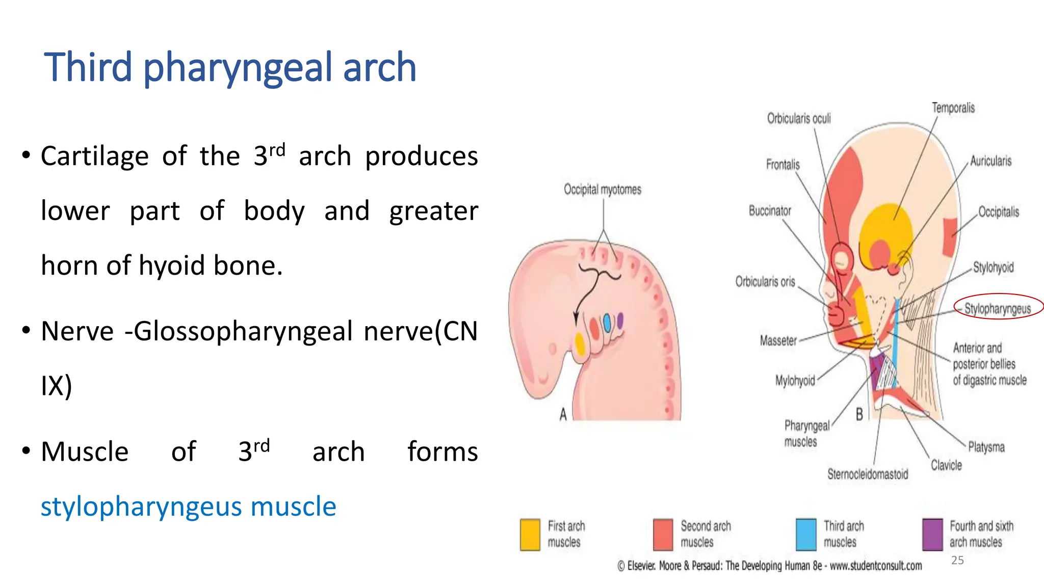 Development of pharyngeal arches, clefts and pouches.pptx