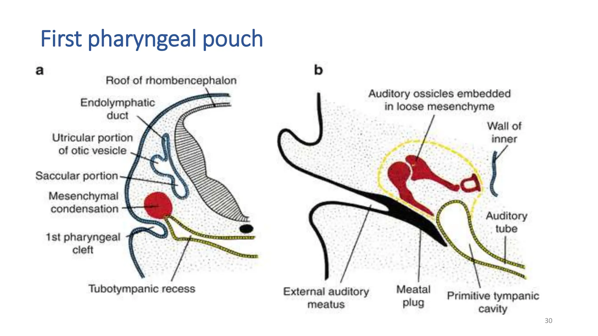 Development of pharyngeal arches, clefts and pouches.pptx