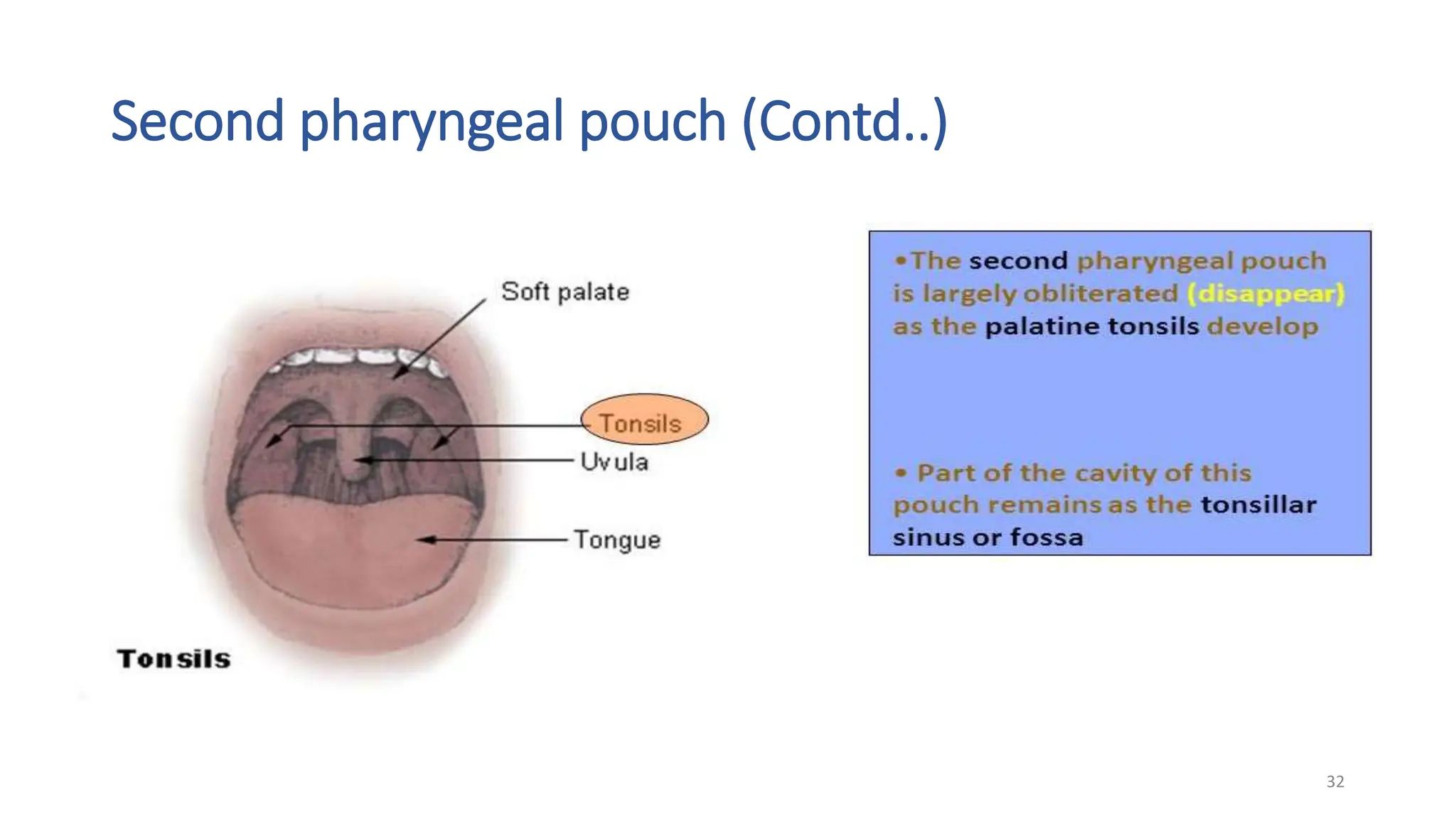 Development of pharyngeal arches, clefts and pouches.pptx
