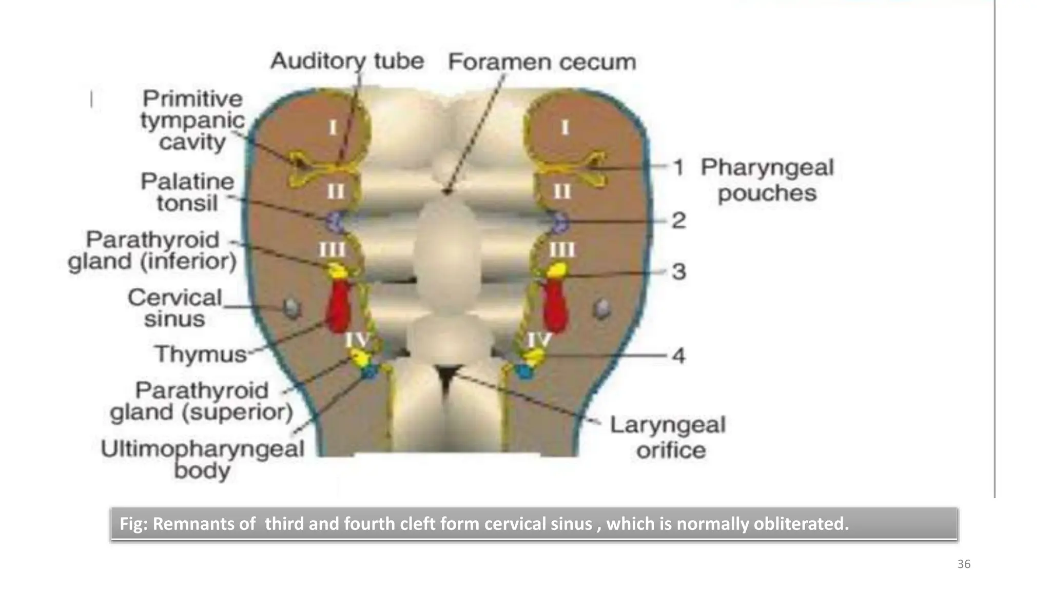Development of pharyngeal arches, clefts and pouches.pptx