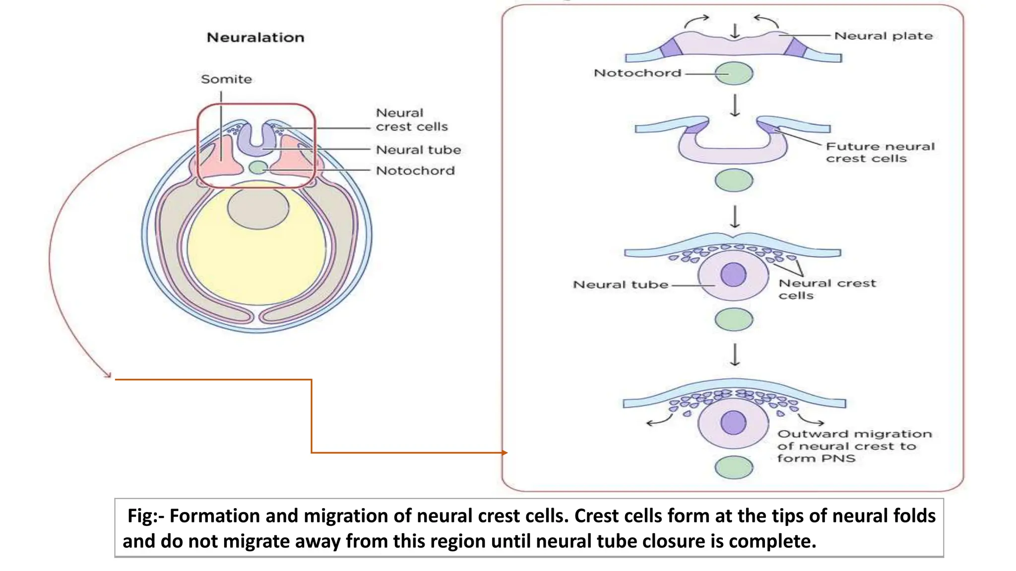 Development of pharyngeal arches, clefts and pouches.pptx