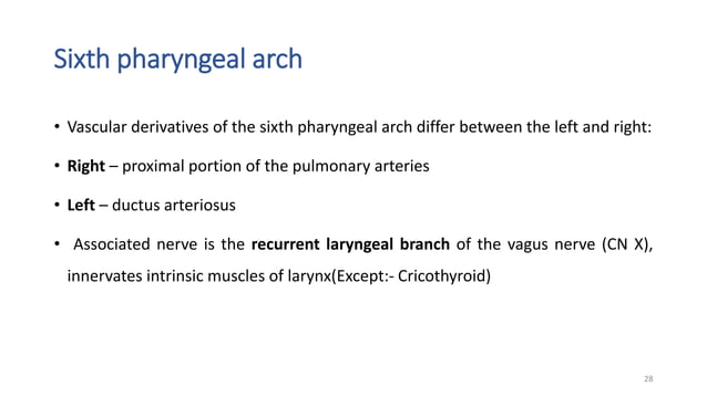Development of pharyngeal arches, clefts and pouches.pptx | Biological ...