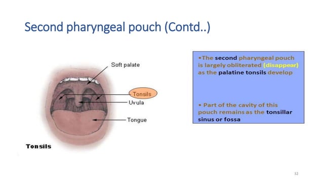 Development of pharyngeal arches, clefts and pouches.pptx | Biological ...