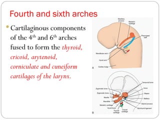 development of phyrngeal arch for anatomy.ppt