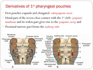 development of phyrngeal arch for anatomy.ppt