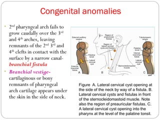 development of phyrngeal arch for anatomy.ppt