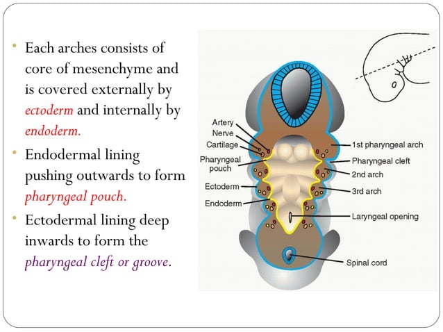 development of phyrngeal arch for anatomy.ppt