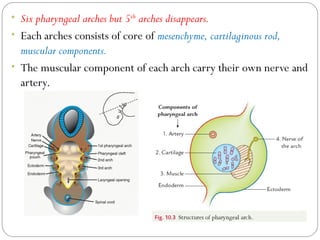 development of phyrngeal arch for anatomy.ppt