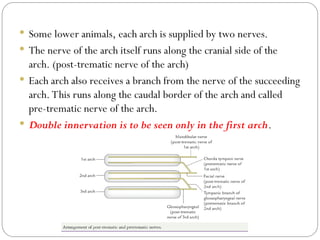 development of phyrngeal arch for anatomy.ppt