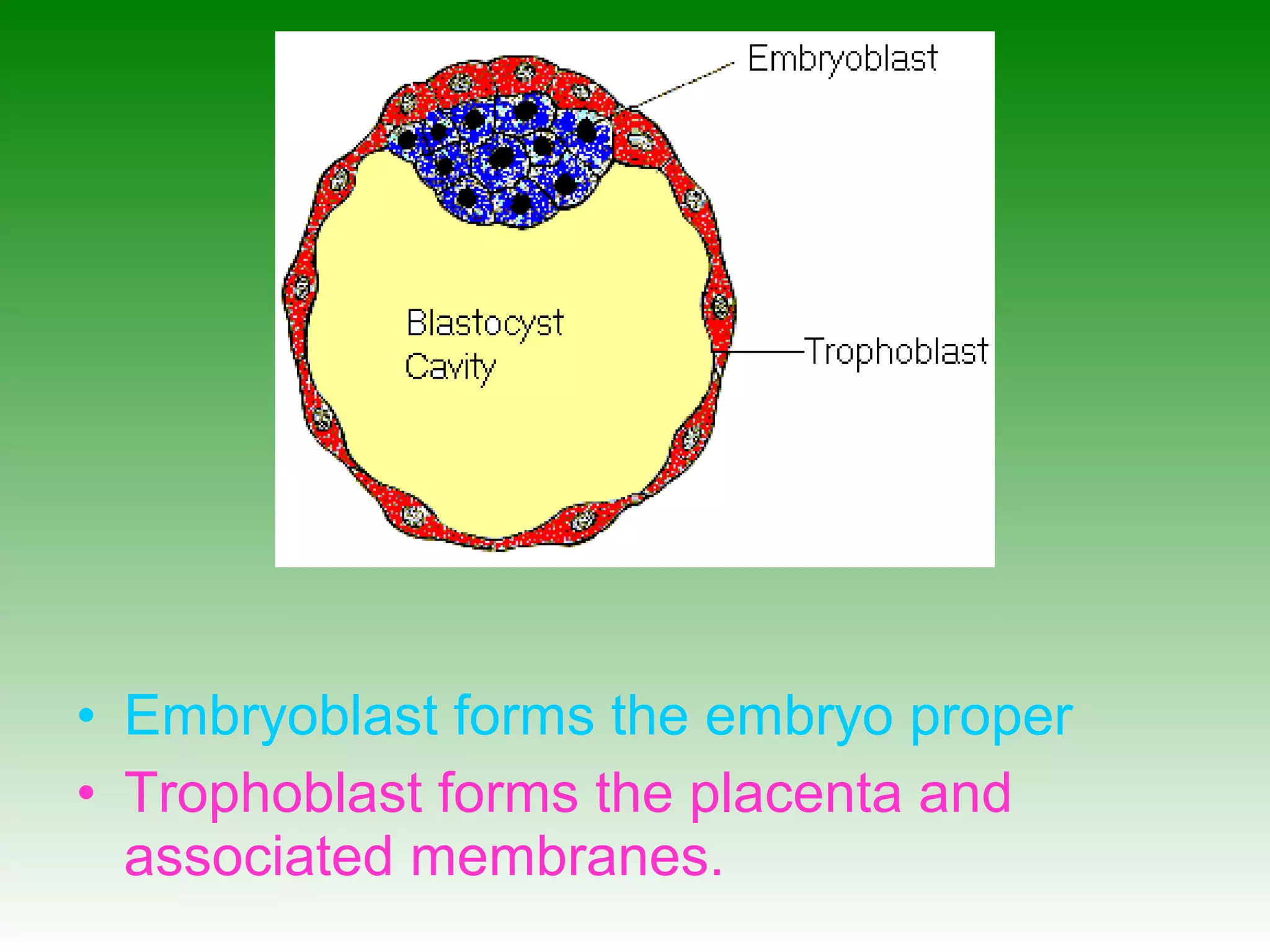 Development of placenta | PPT