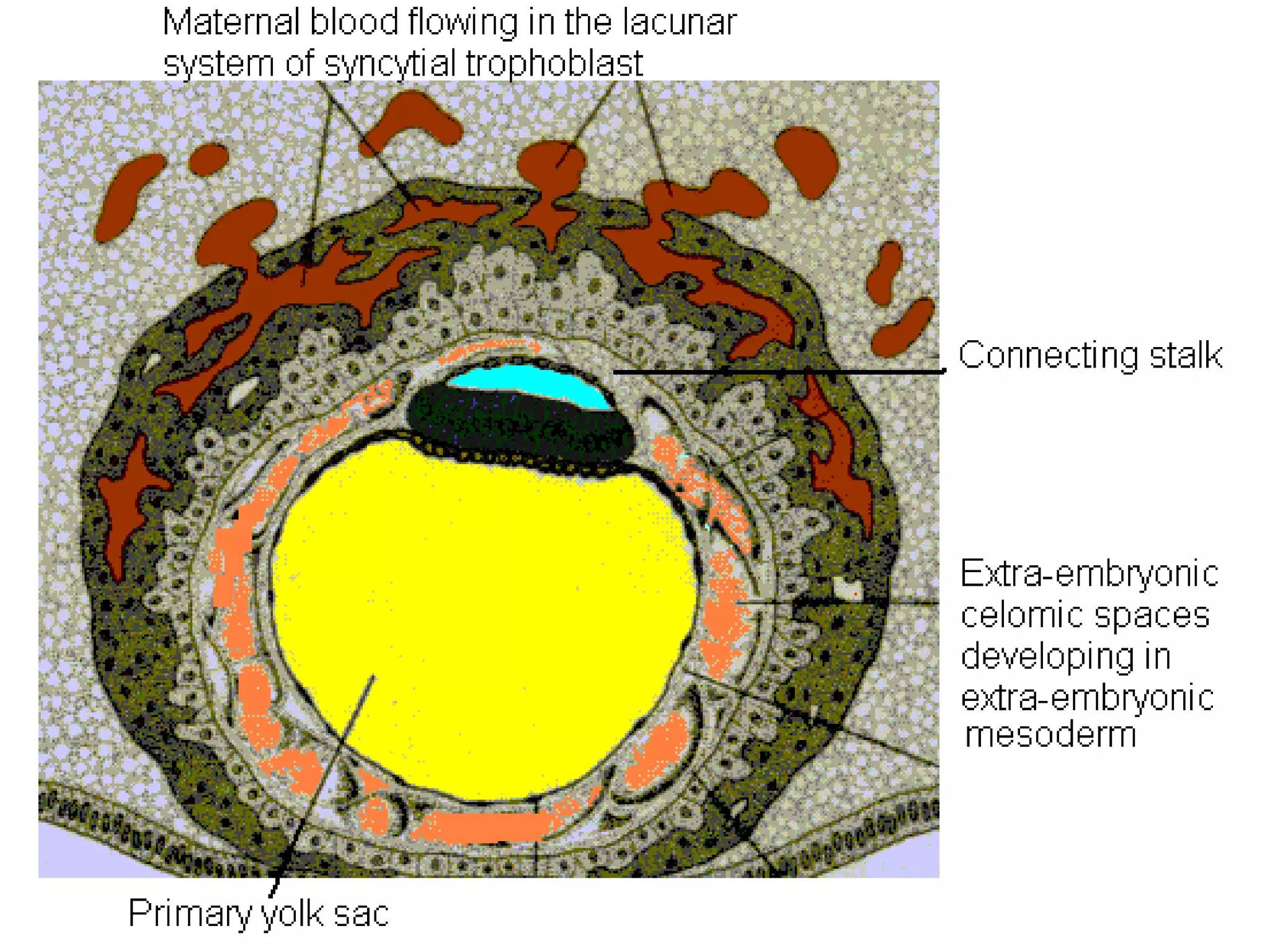 Development of placenta | PPT
