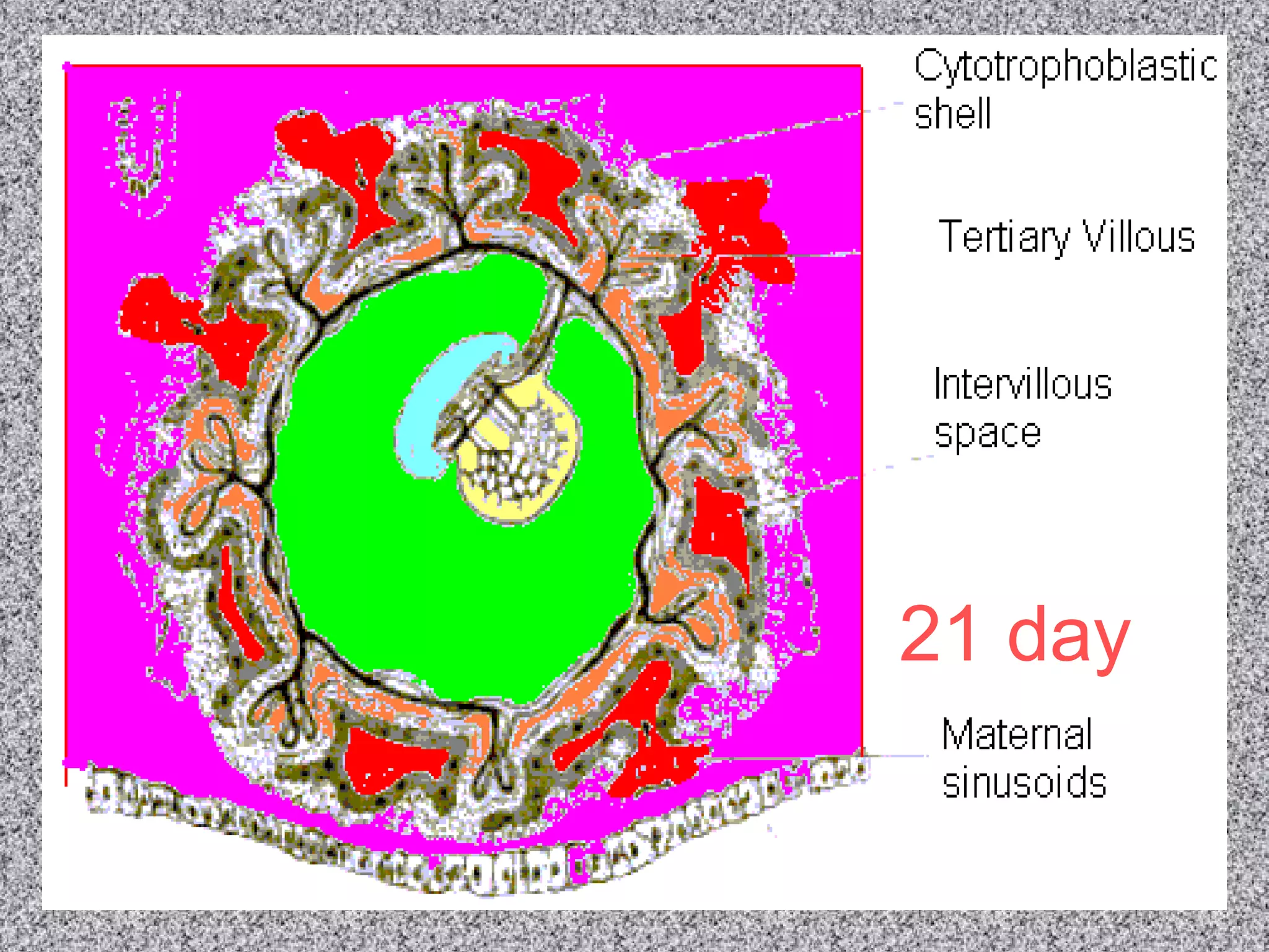 Development of placenta | PPT