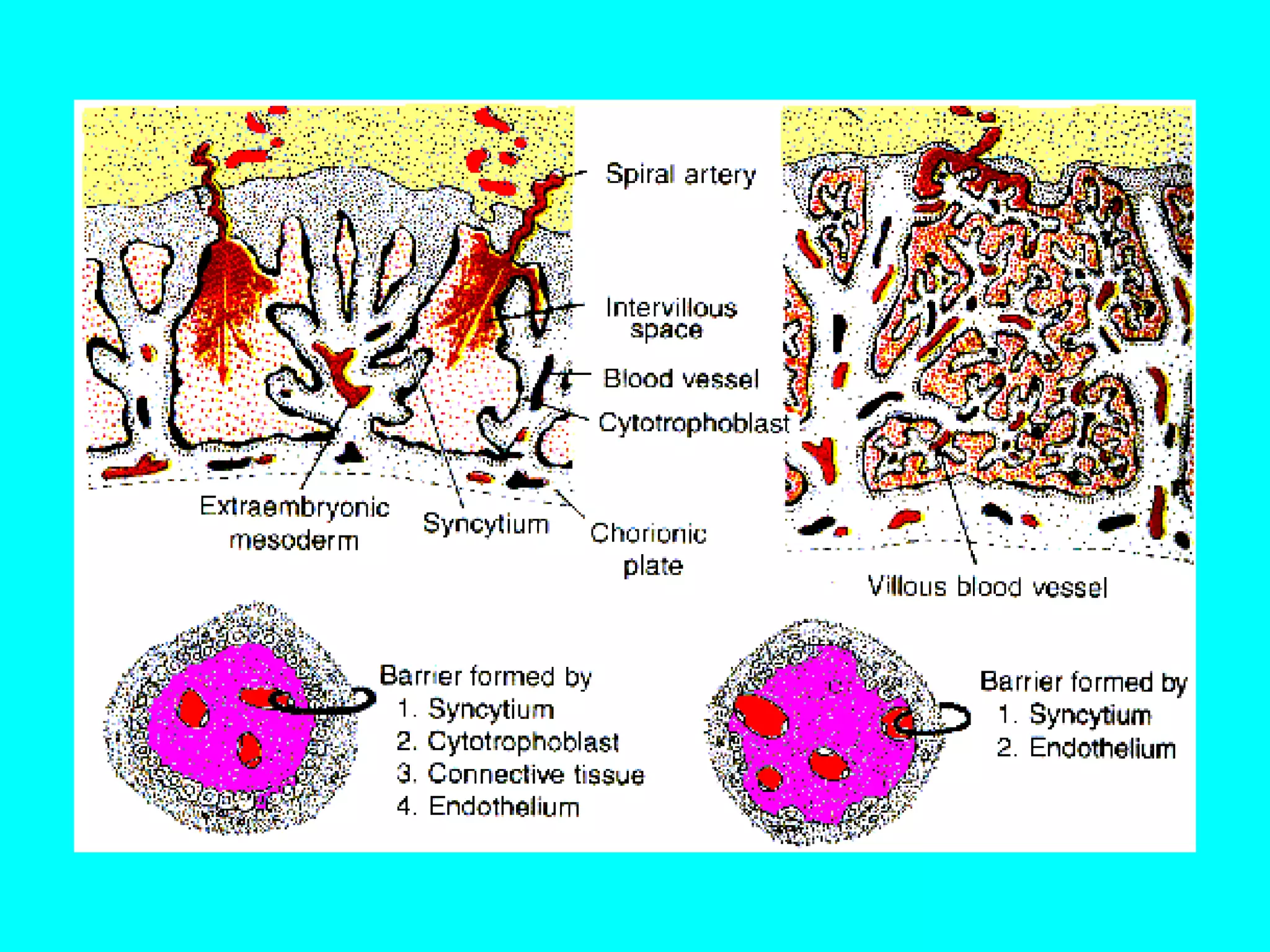 Development of placenta | PPT