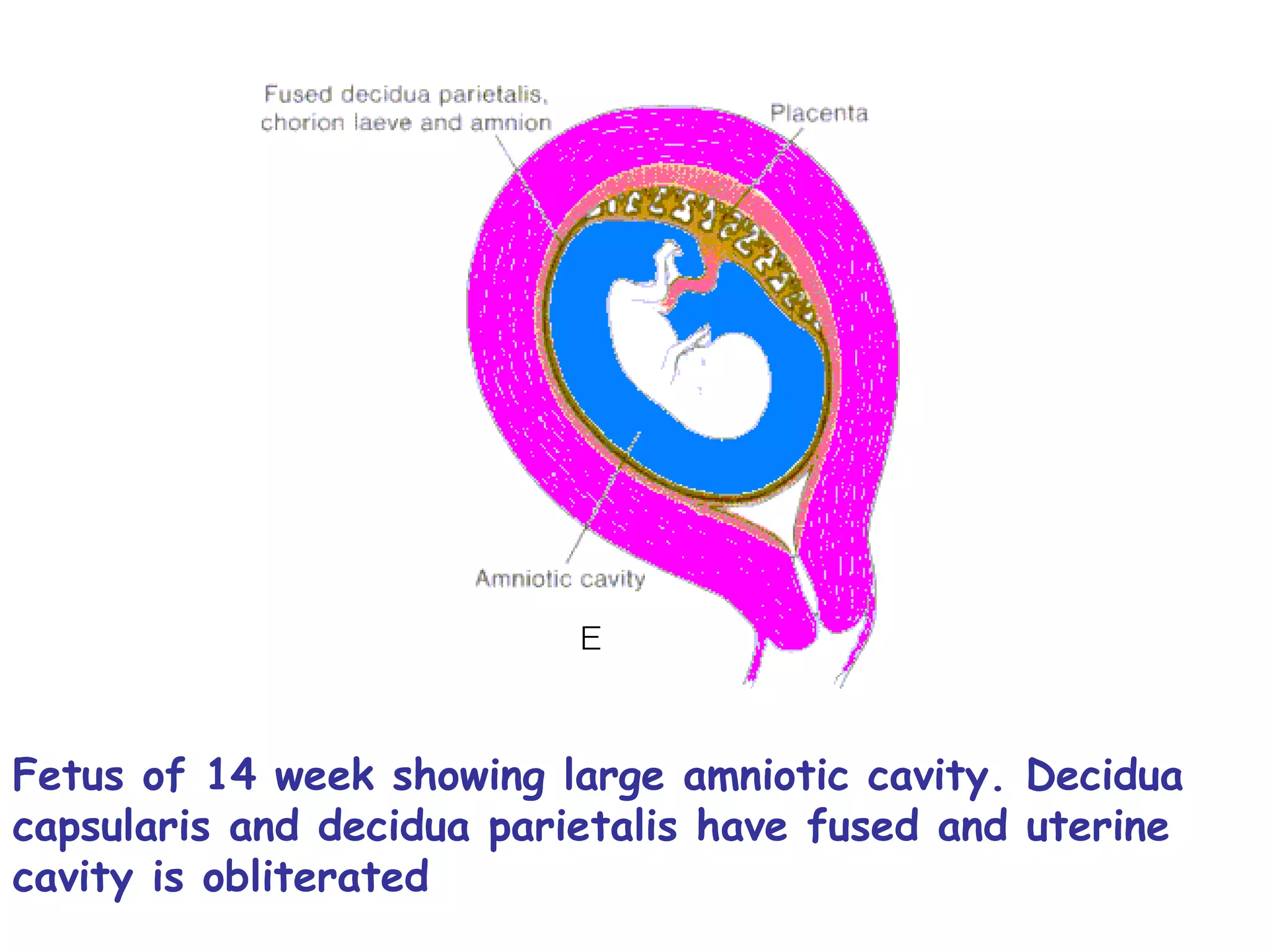 Development of placenta | PPT