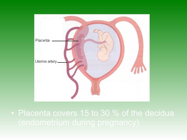 Development of placenta | PPT | Pregnancy | Reproductive Health