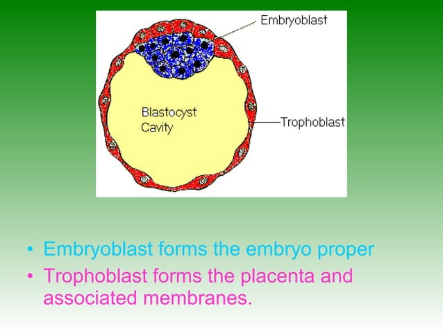 Development of placenta | PPT | Pregnancy | Reproductive Health