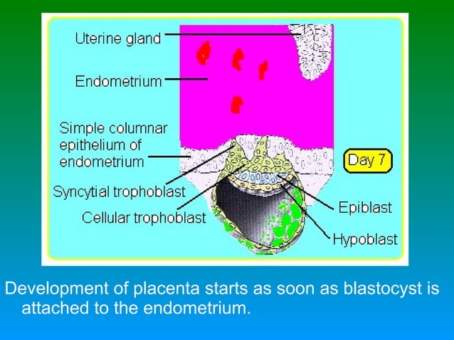 Development of placenta | PPT | Pregnancy | Reproductive Health