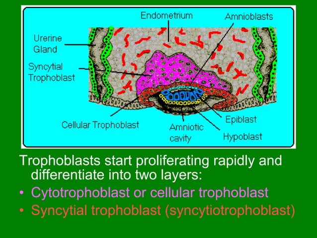 Development of placenta | PPT | Pregnancy | Reproductive Health