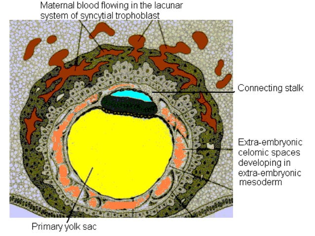 Development of placenta | PPT | Pregnancy | Reproductive Health