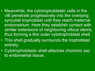 Development of placenta | PPT