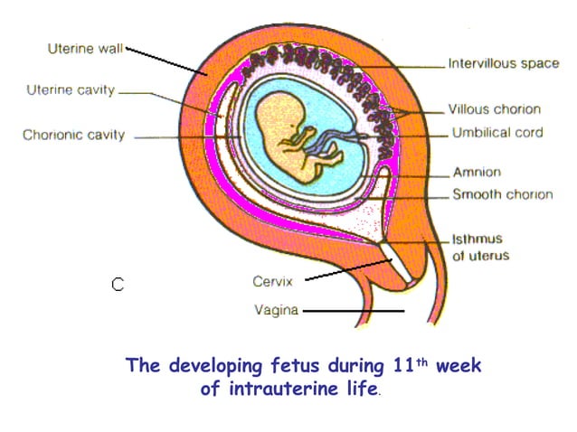 Development of placenta | PPT | Pregnancy | Reproductive Health
