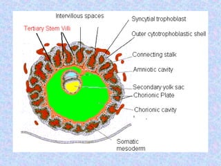 Cytotrophoblast Shell