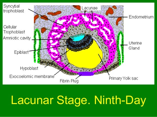 Development of placenta
