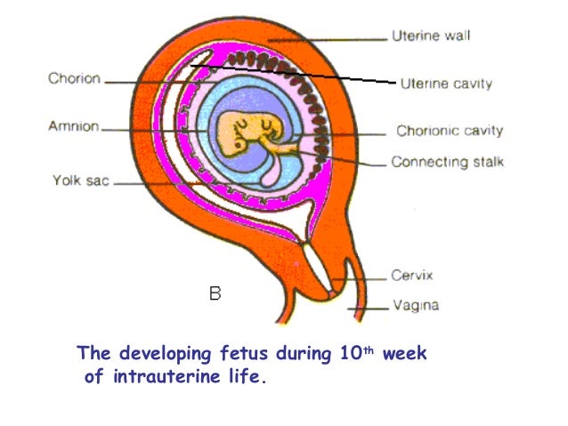 Fetal Uterus And Placental Diagram Human Biology Placenta Anatomy