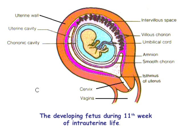 Development Of Placenta During Pregnancy