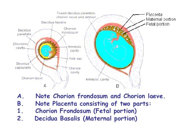 Development of placenta