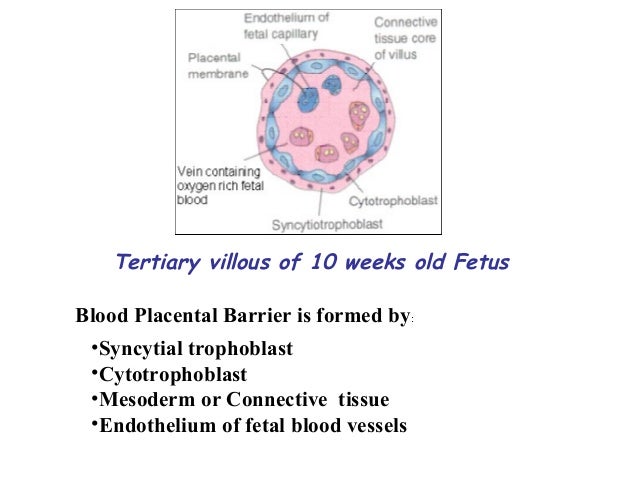 Placenta Tripartita Hermaphrodite Flowers Black And White Stock Photos