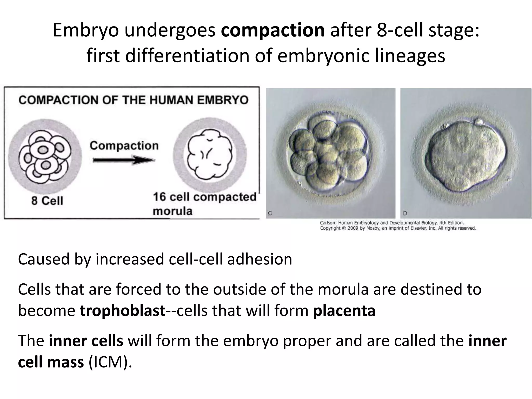 Development of Placenta.pptx