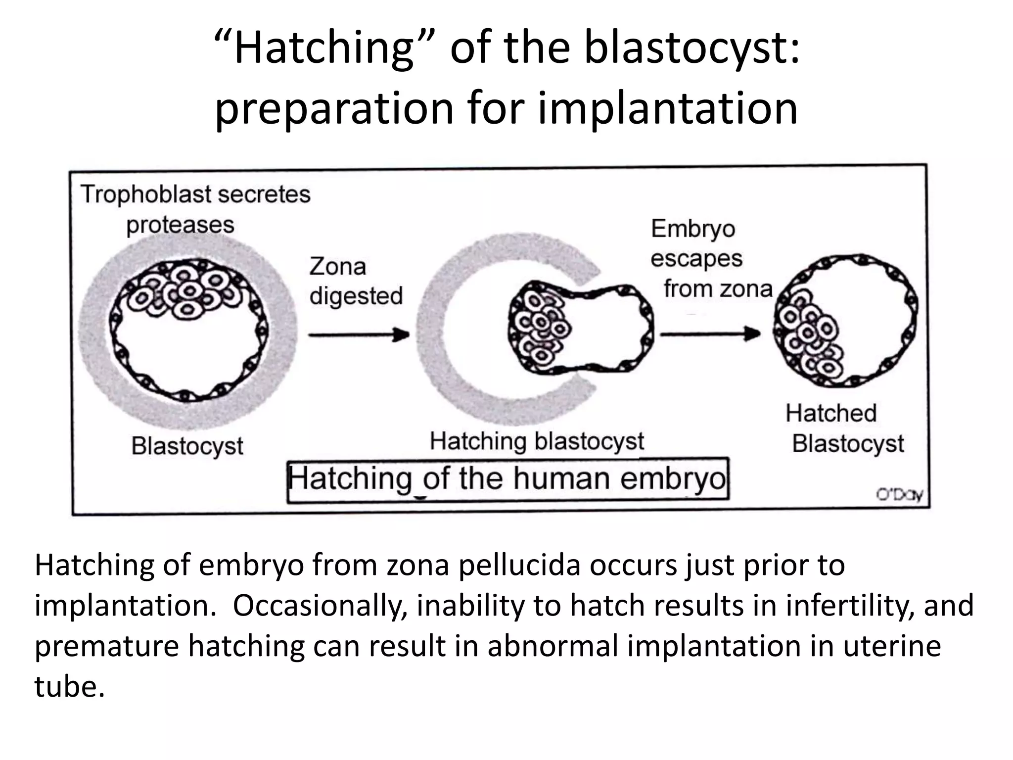 Development of Placenta.pptx