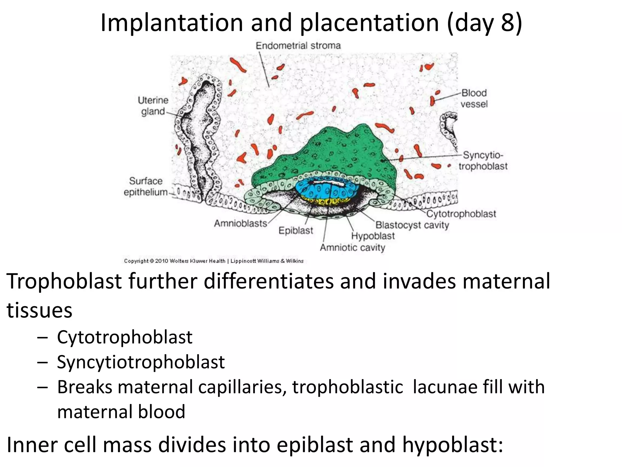 Development of Placenta.pptx