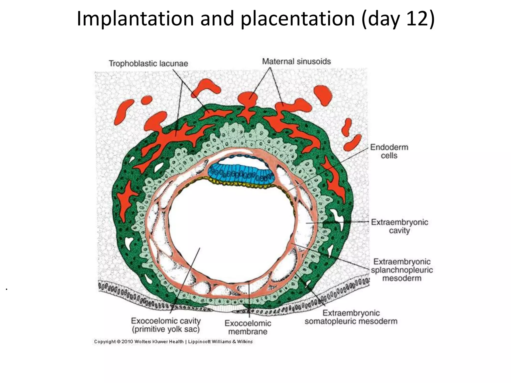 Development of Placenta.pptx