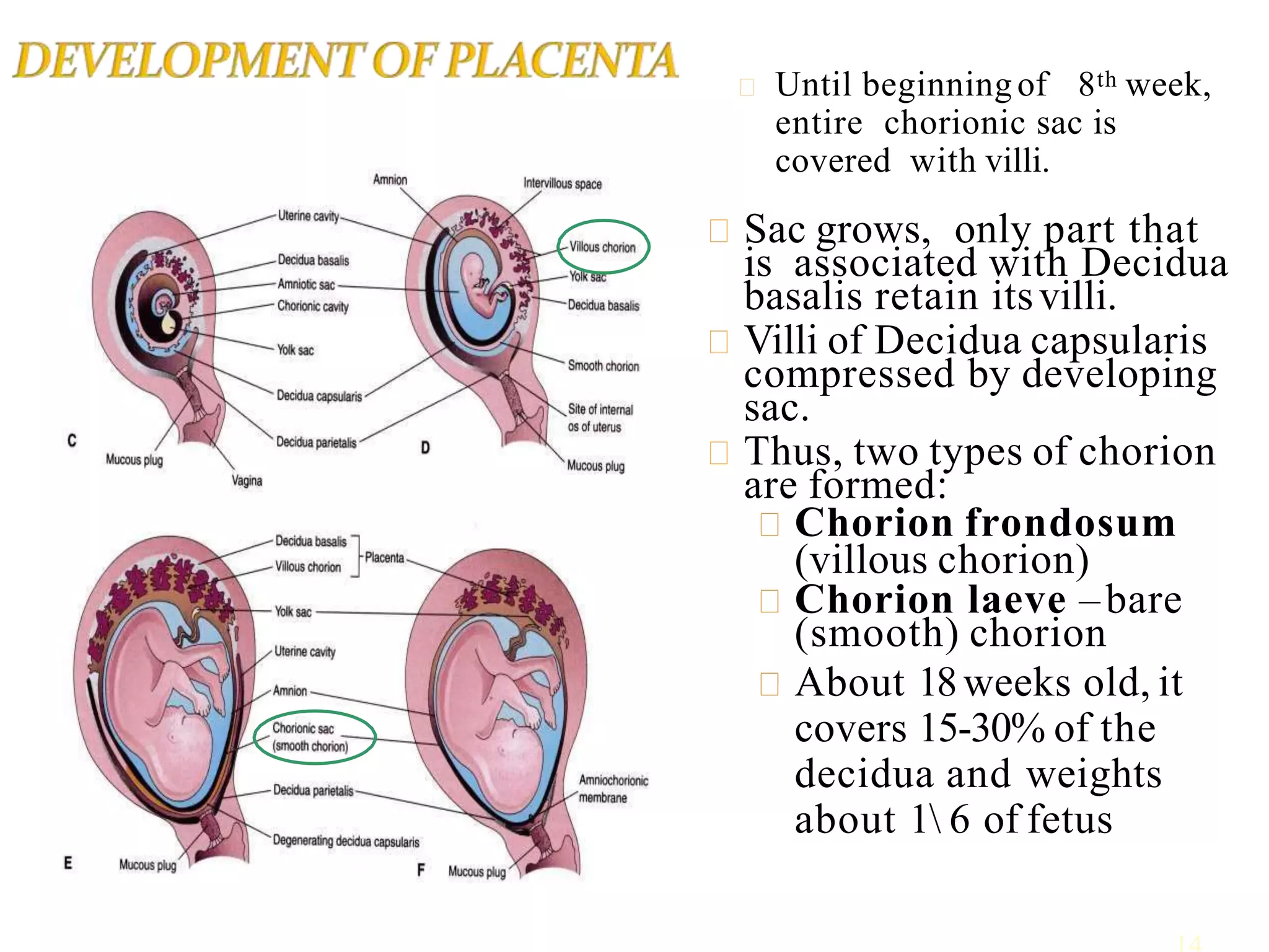 Development of Placenta.pptx