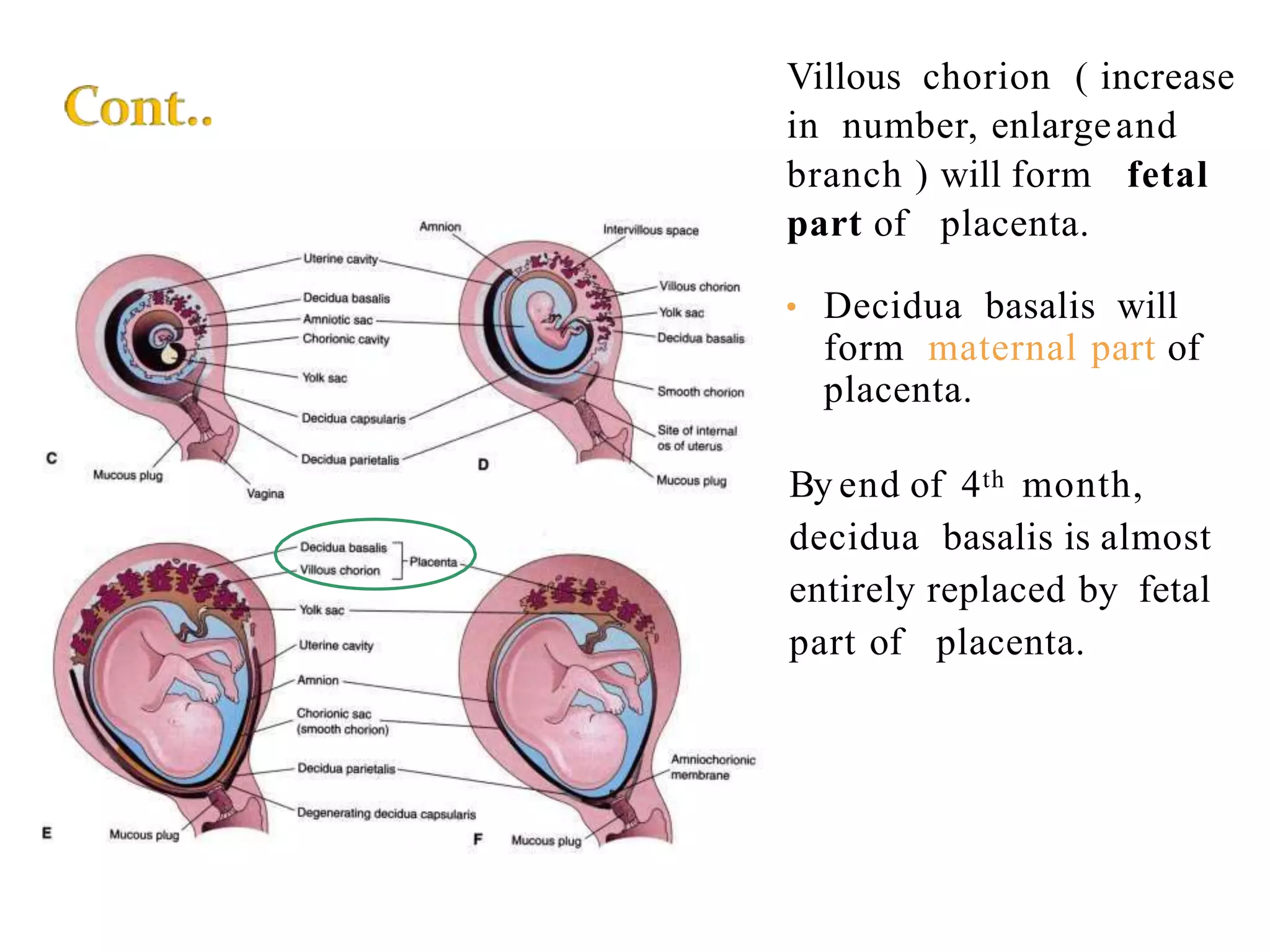 Development of Placenta.pptx