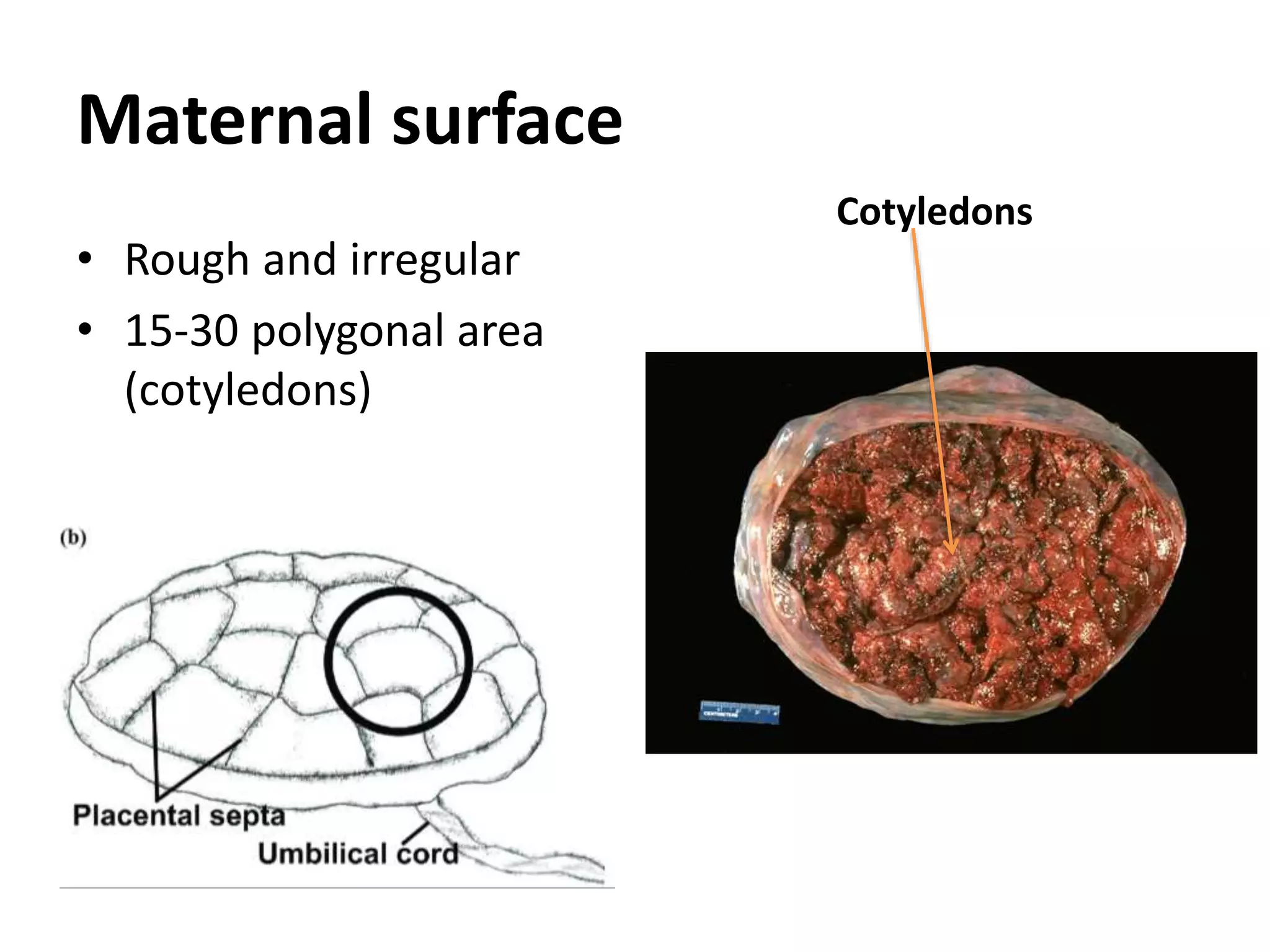 Development of Placenta.pptx