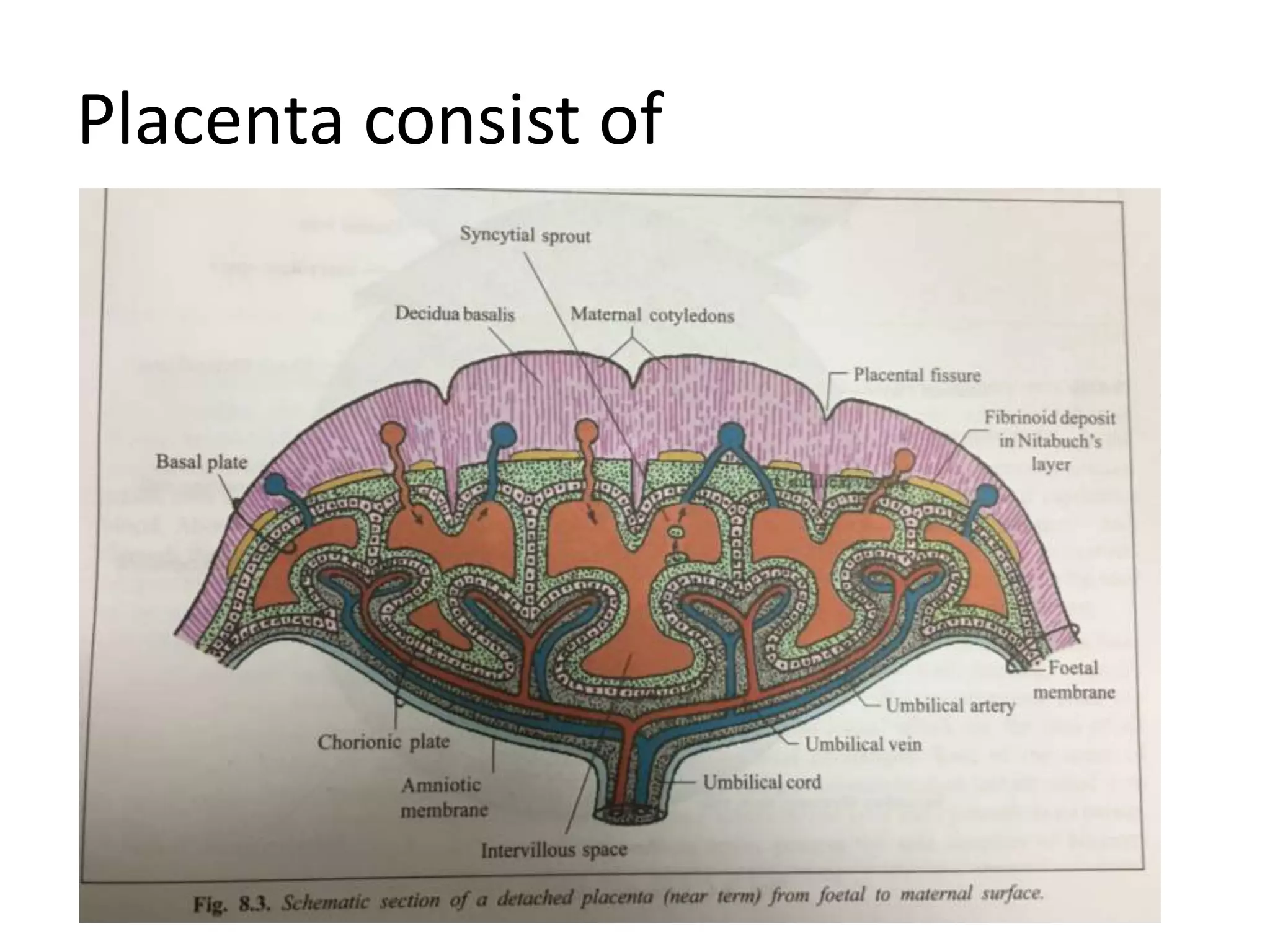 Development of Placenta.pptx