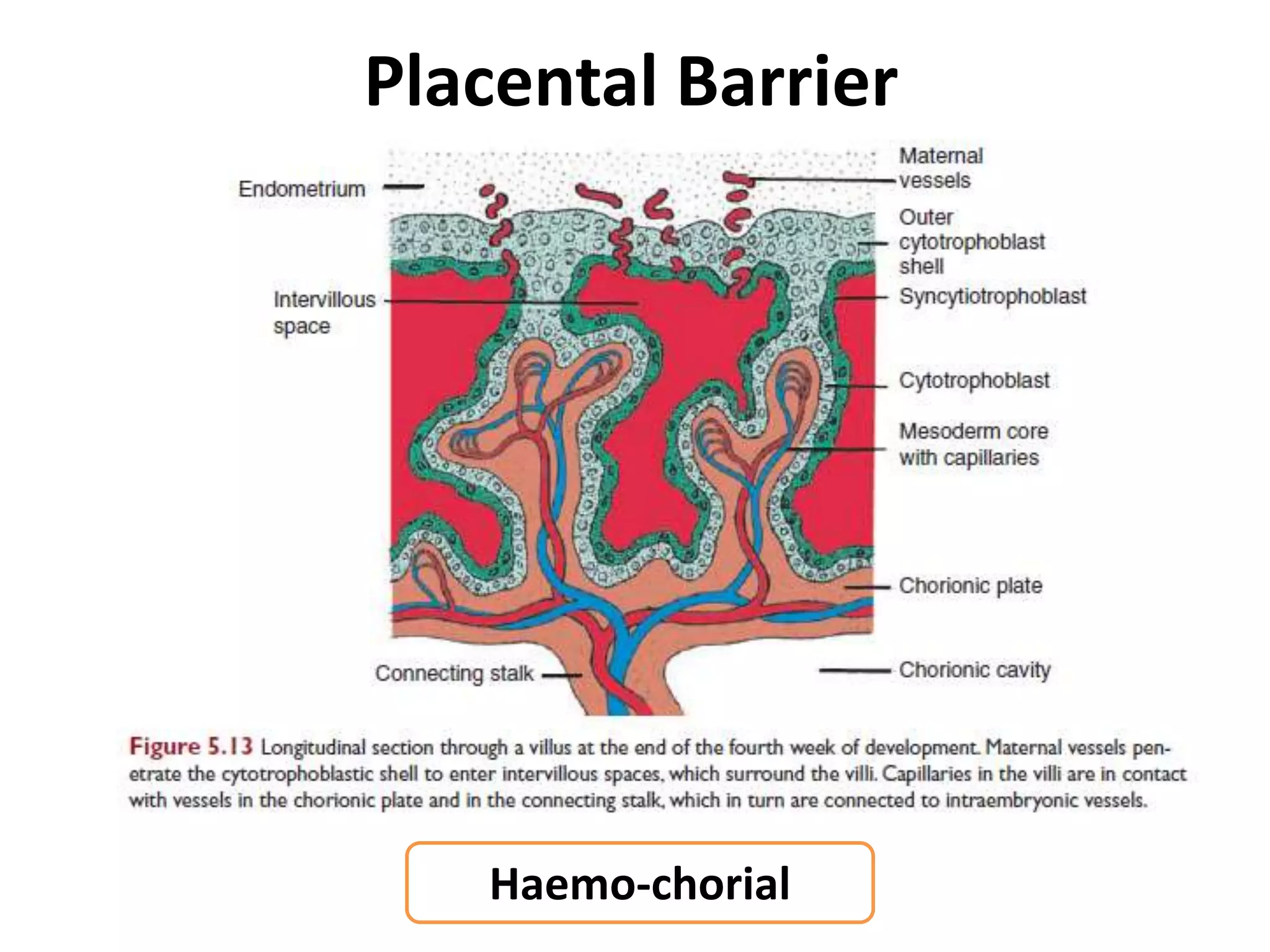 Development of Placenta.pptx