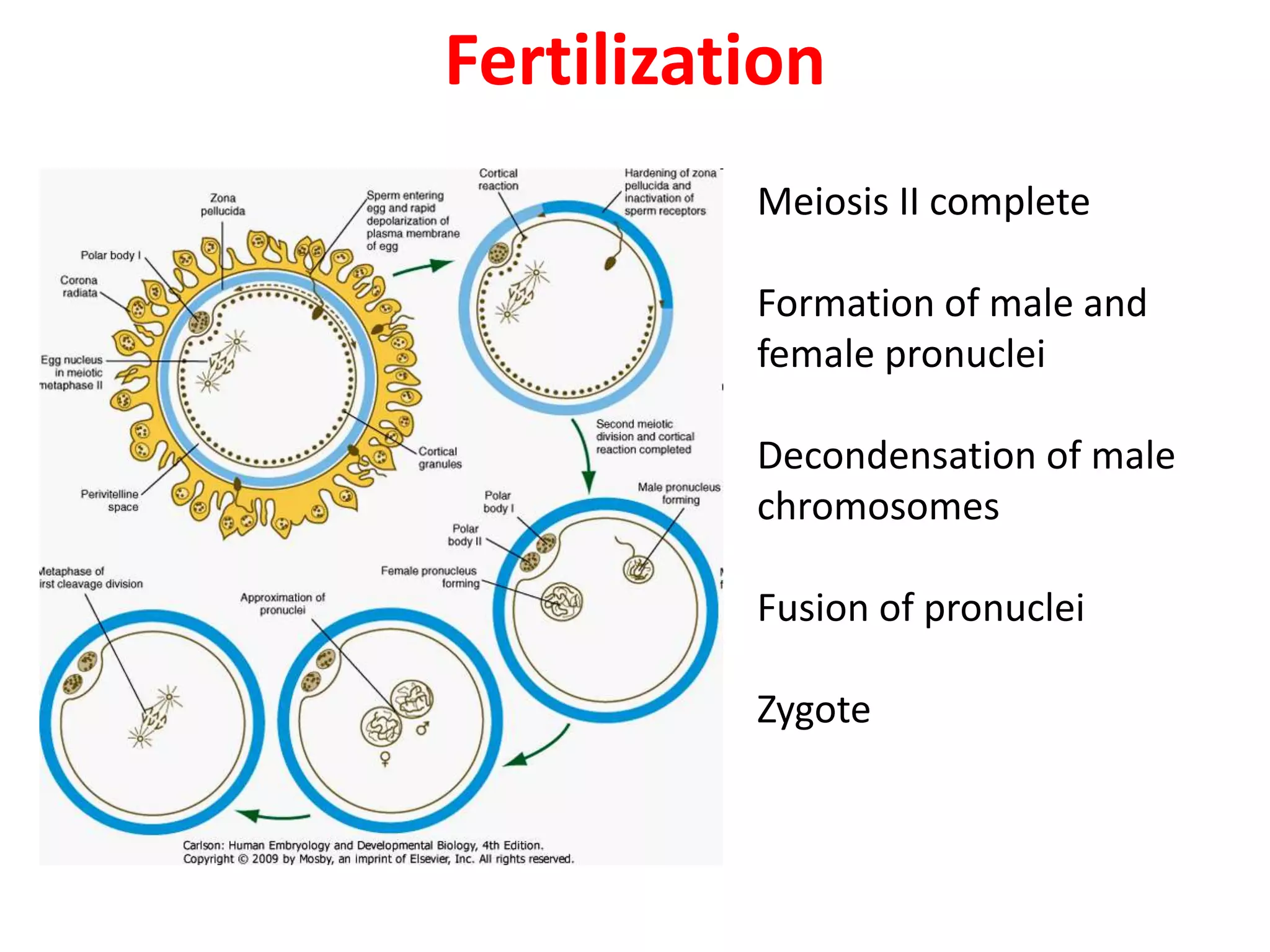 Development of Placenta.pptx