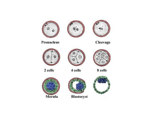 Development of Placenta.pptx | Infertility | Reproductive Health