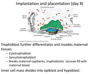 Development of Placenta.pptx