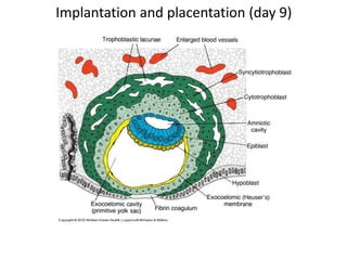 Development of Placenta.pptx