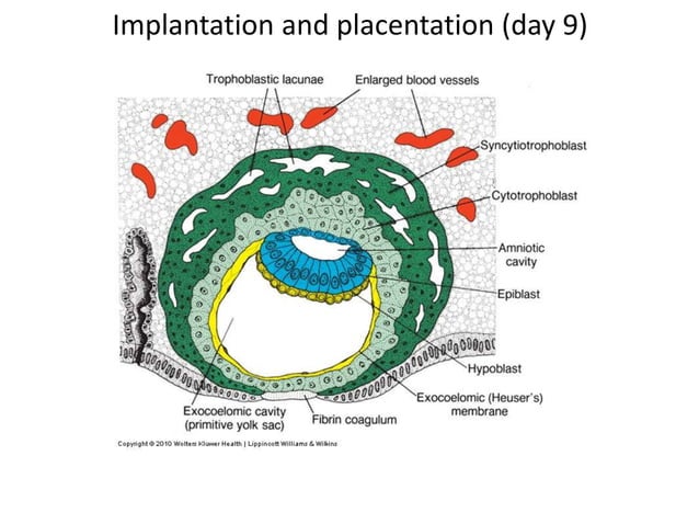 Development of Placenta.pptx | Infertility | Reproductive Health