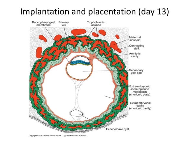 Development of Placenta.pptx | Infertility | Reproductive Health